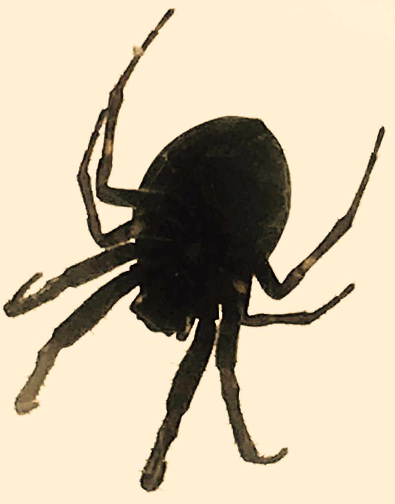 Kingdom of the Spiders – L.T. Hanlon